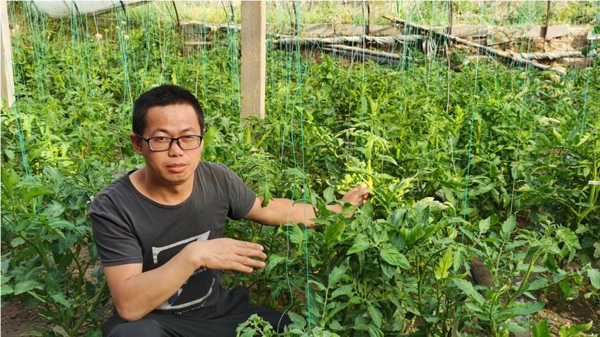 西红柿只开花不结果,仅仅用这样1个办法,保证果实又大又多