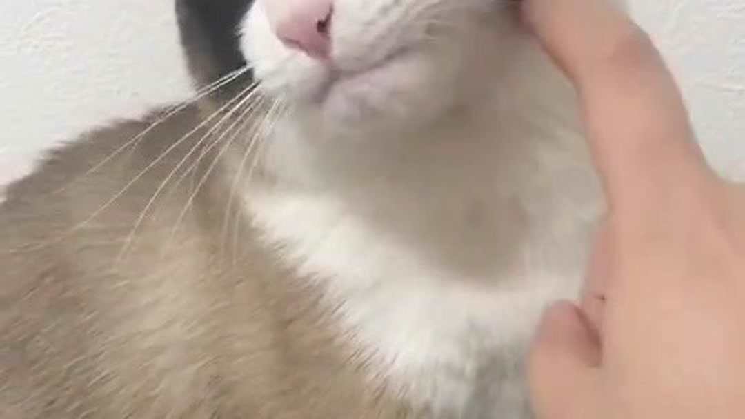 痒痒痒,挠挠挠~