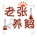老张养鹅 