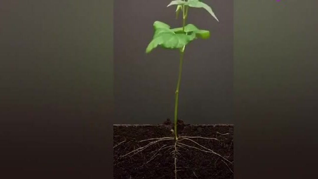 高倍摄像头下的红豆种子生根发芽全过程!生命的力量太神奇!