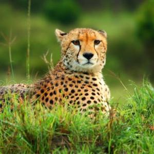 猎豹88661998668666 