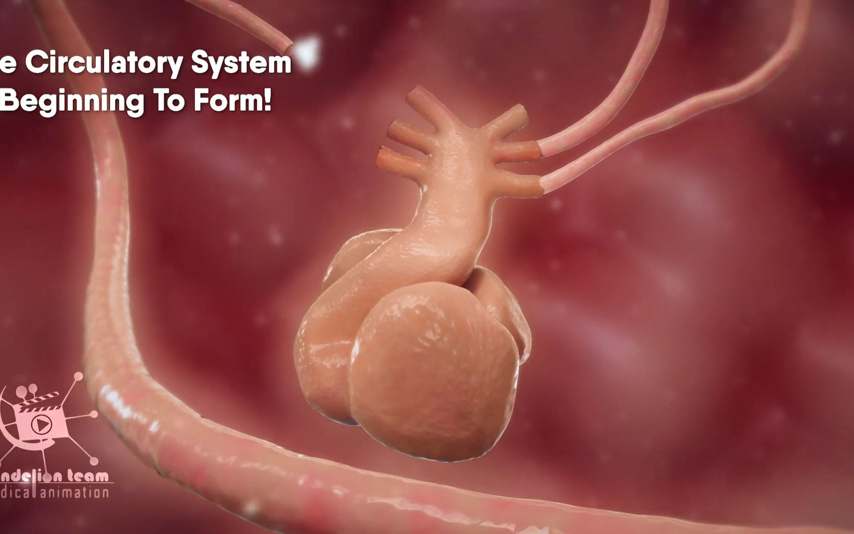 胎儿的心脏发育