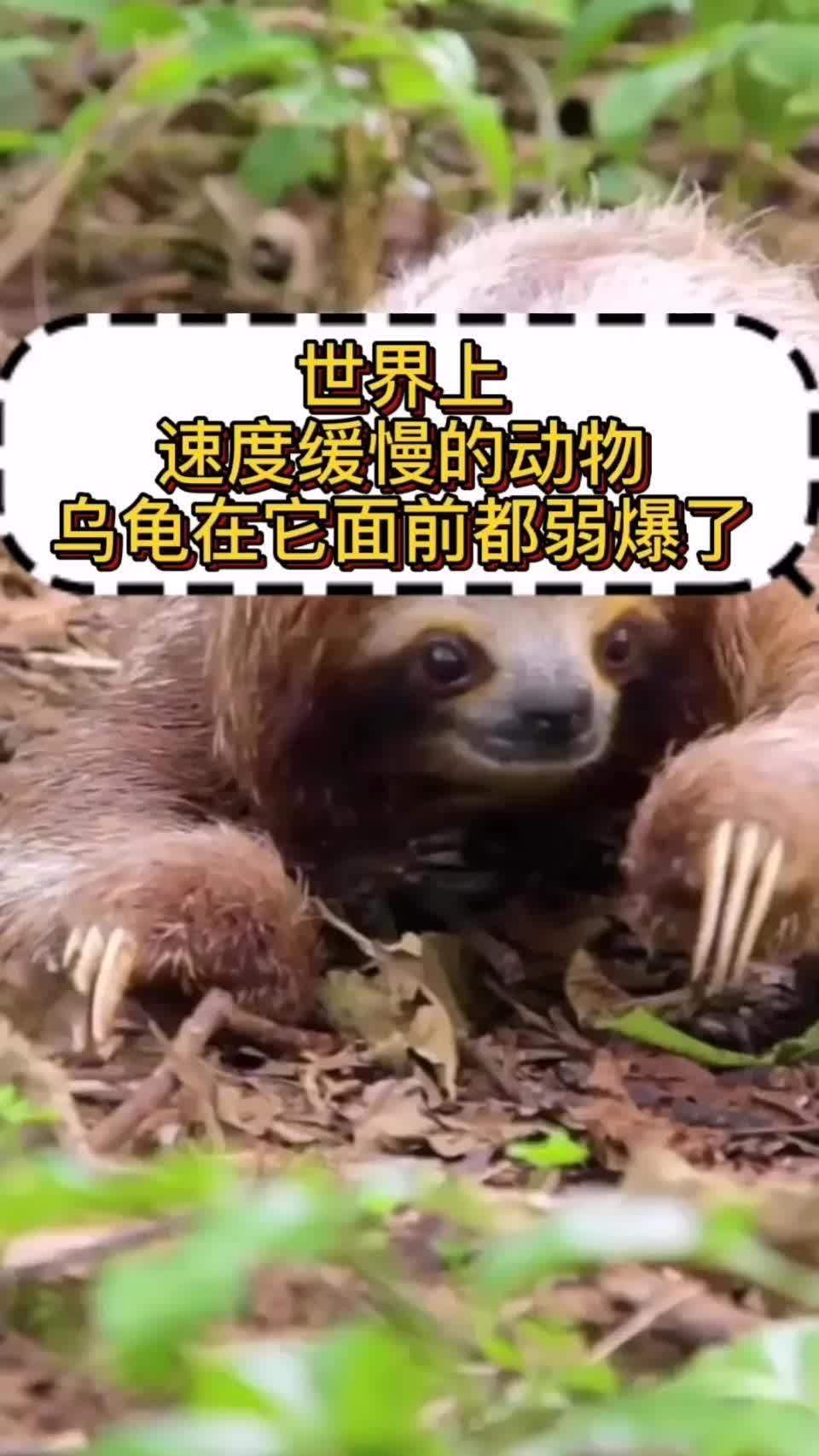 世界上爬行速度最缓慢的动物,乌龟在它面前都弱爆了