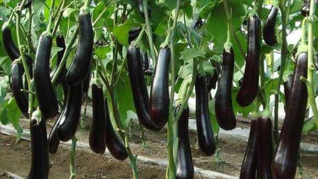 茄子6步定值要点,预防系列疾病,农户要早知道