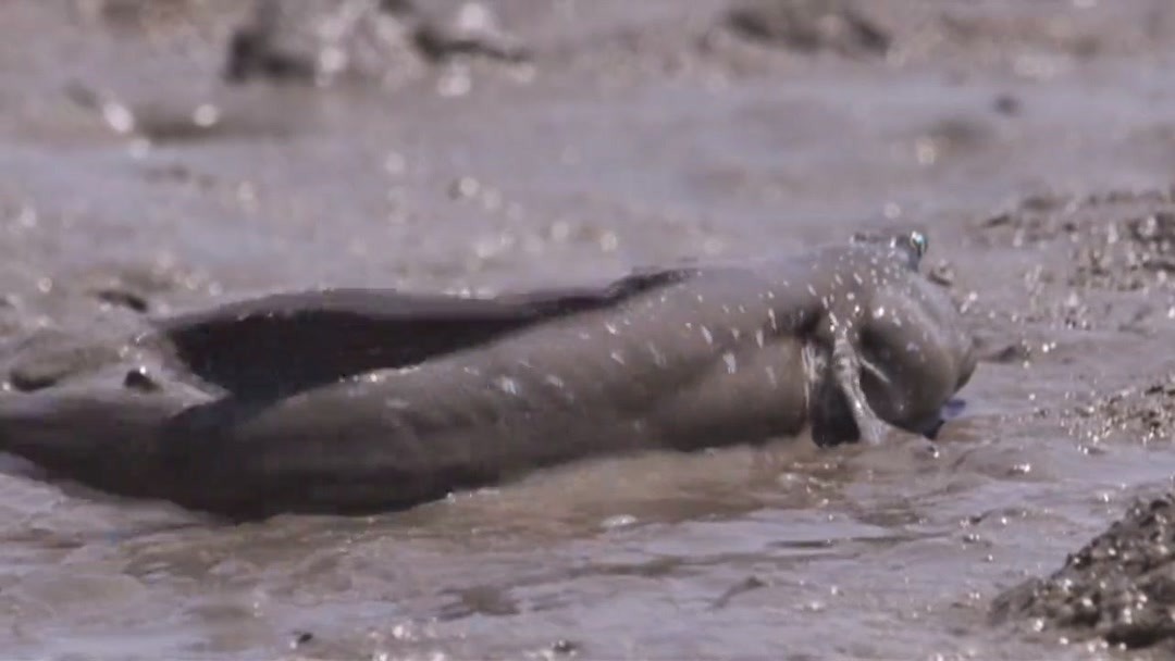 打是亲骂是爱,滩涂鱼会用尾巴拍打雌性的脸,以此表达爱意!