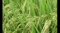 稻田养殖鱼鳝蛙鸭蟹实用技术