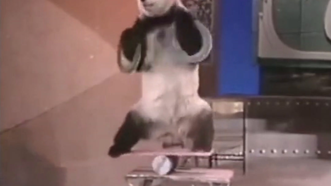早期春晚熊猫表演