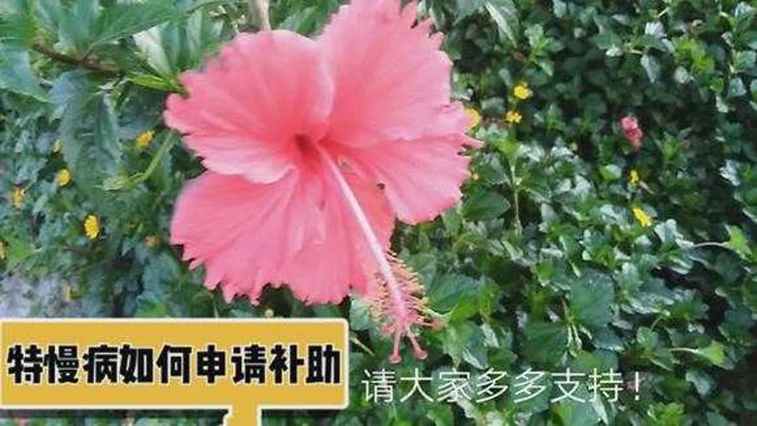 特殊病慢性病如何申请门诊补助呢?