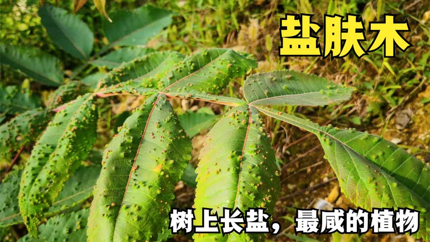 农村传奇植物盐肤木,树上生盐巴!9大实用价值今天才知道涨知识