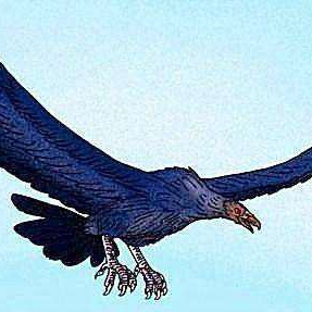 巴塔哥尼亚之鹰 