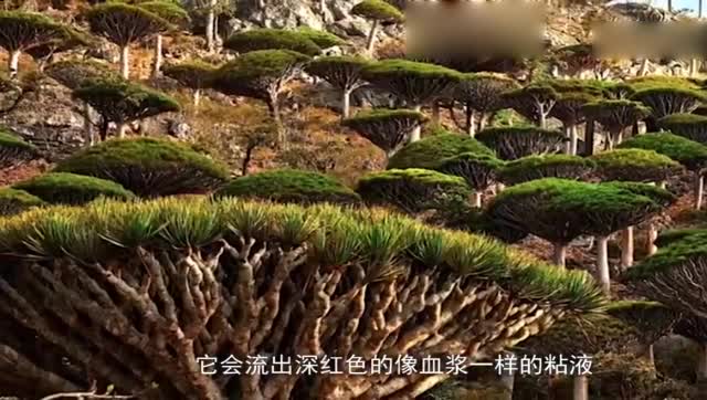 世界上唯一一种会流血的树,流出来的血液竟然是名贵的药材!