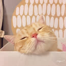 众口难调笑开怀 