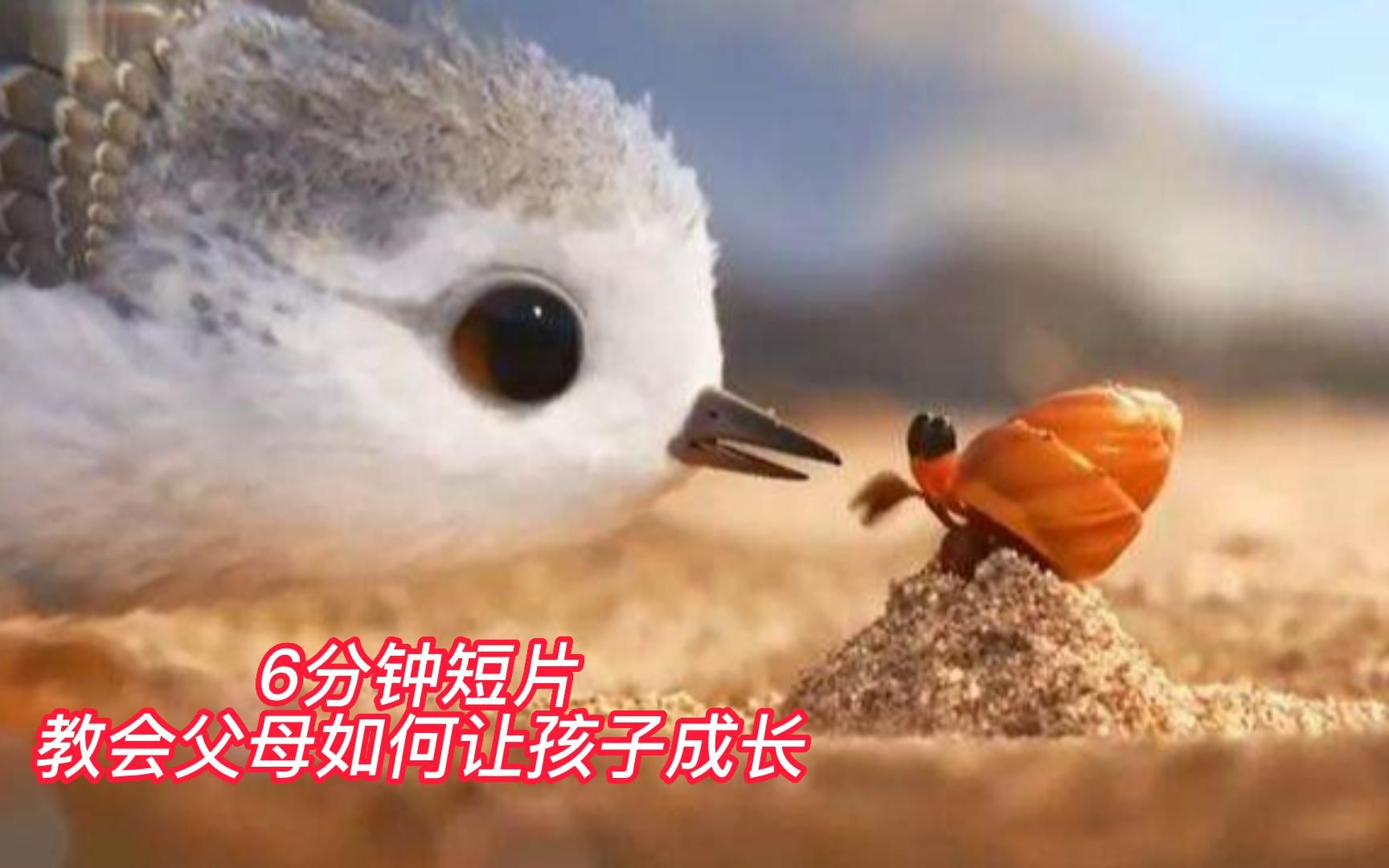 皮克斯动画工作室--奥斯卡最佳动画短片《鹬》,鹬妈妈告诉您一个如何...