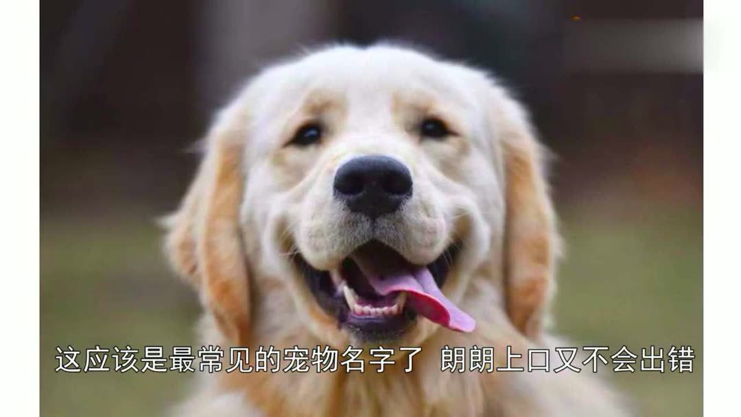 中国主人最喜欢给狗狗起的四类名字,来福和旺财竟都没上榜