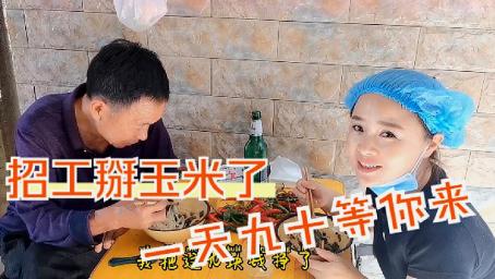 农民伯伯种地太辛苦了,找个人替掰玉米一天九十,这活你会干吗?