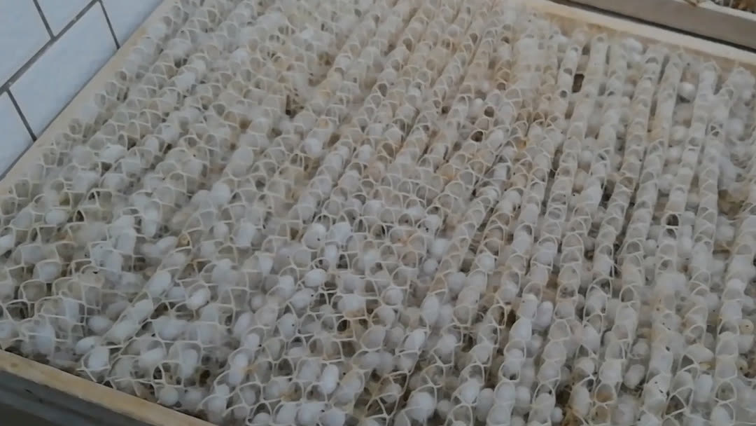 农村的养蚕技术越来越先进,给大家看看新的织簇,很好用