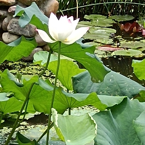 账号已注销 