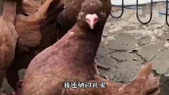 017第一章资产 第十七讲周转材料(包装物、低值易耗品)