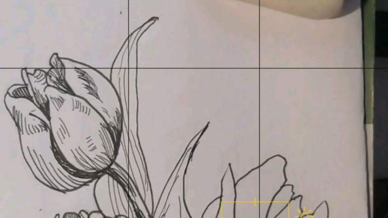 针管笔之小插画——郁金香