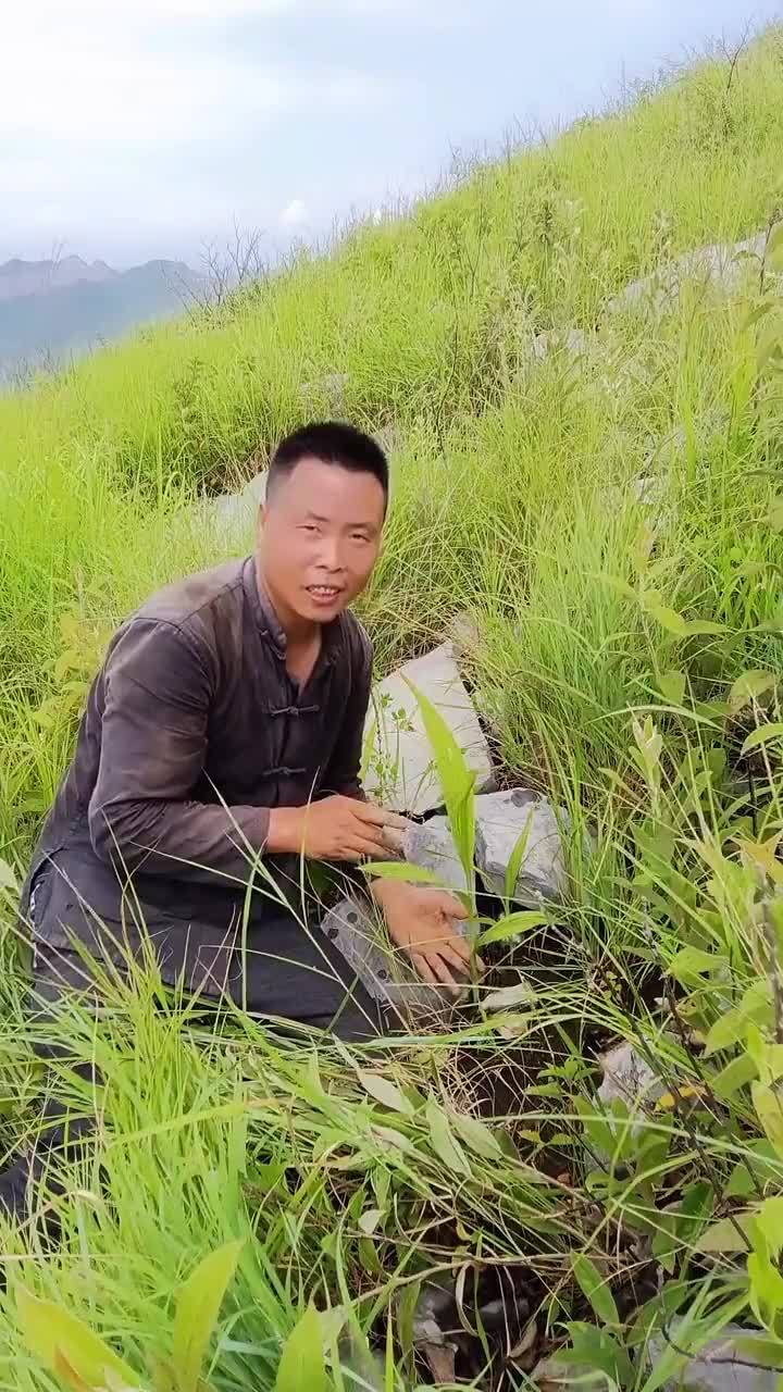 发现了一窝白芨记录生活花草