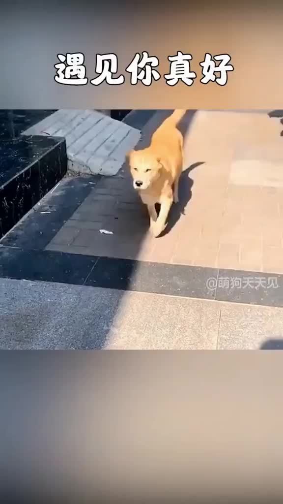 感谢生命中有你的陪伴,毛孩子