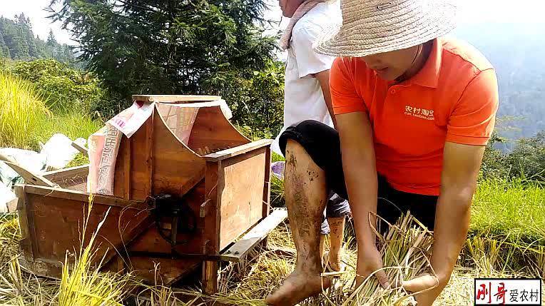 您见过这样收稻谷的吗?工具是有些古旧,但效果真的不错!