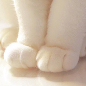 琢夕 