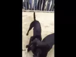 斗狗凶猛撕咬 斗狗打斗视频