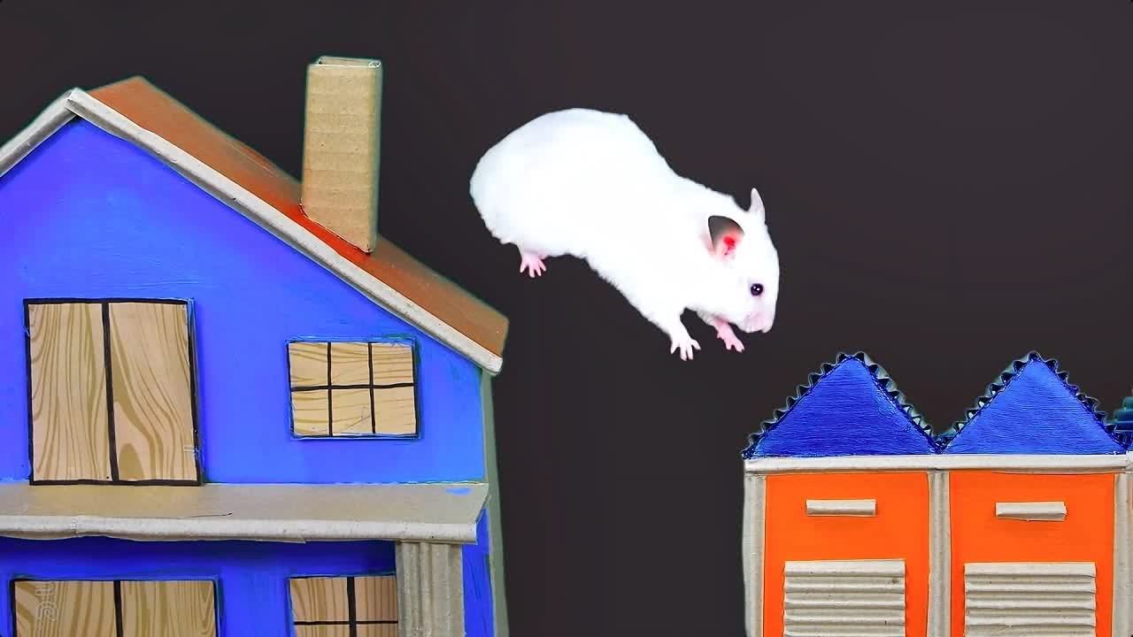 萌宠趣味秀:DIY制作仓鼠玩具,可爱的仓鼠跑酷训练课程!