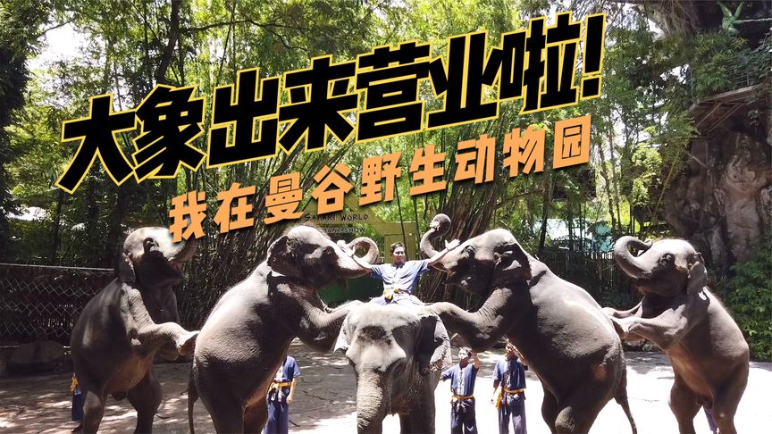 小包在曼谷野生动物园近距离观看大象表演,大象做啥都可爱