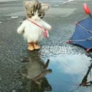 吃可爱多长大的猫 