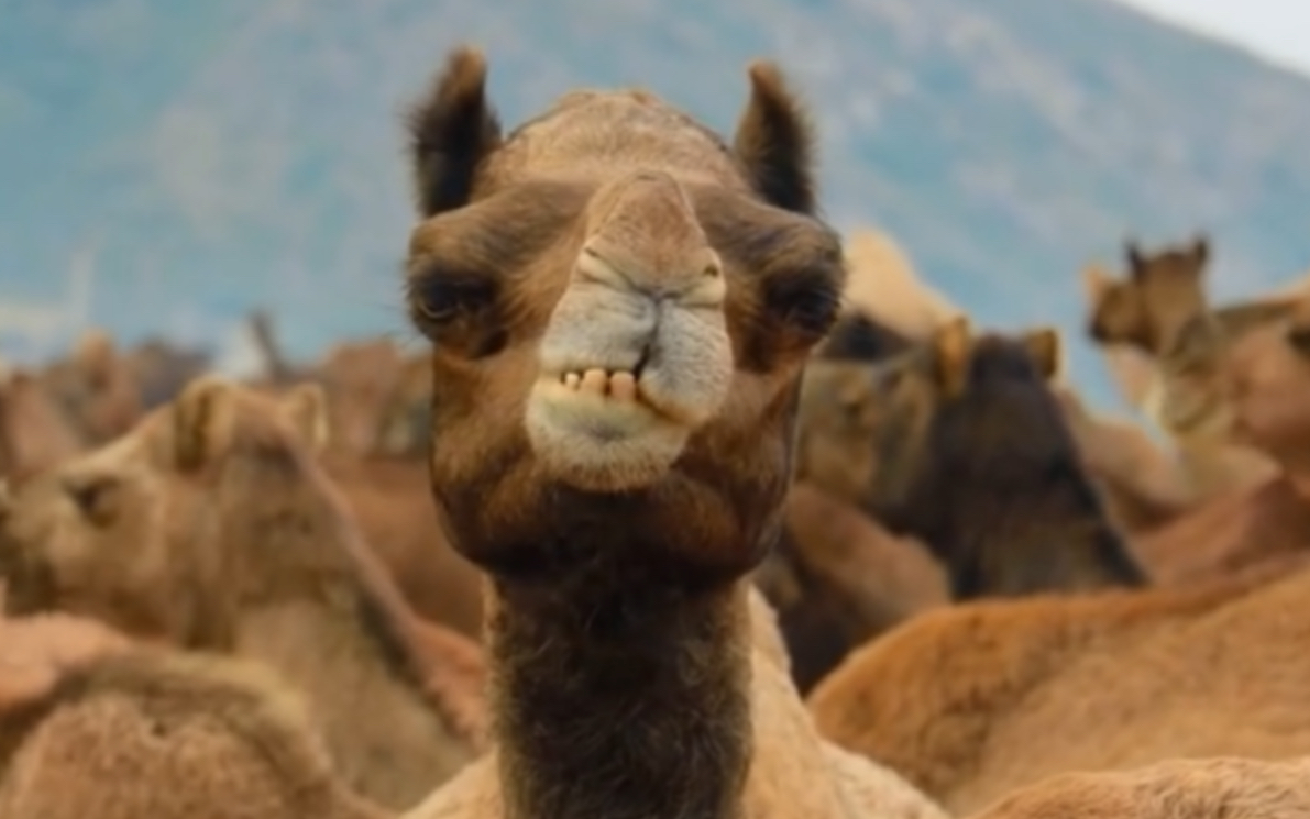 太juan了!40头骆驼因整容被踢出选美大赛