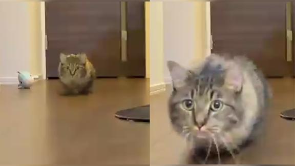 猫咪缓缓移动小脸表情一成不变 呆萌画风引网友直呼“定格动画”