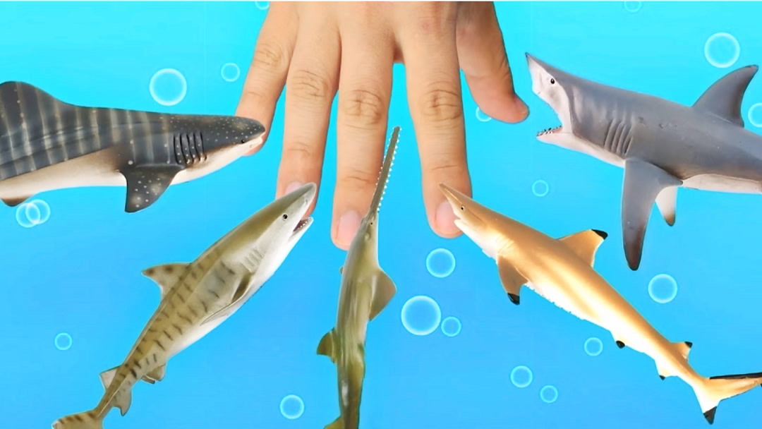 为鲨鱼举办一个聚会,趣味识动物动画