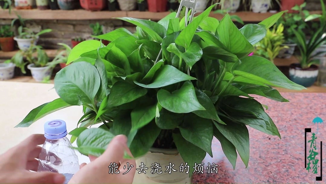 一个塑料瓶一根线,做个“滴灌器”养绿萝,简单又好用
