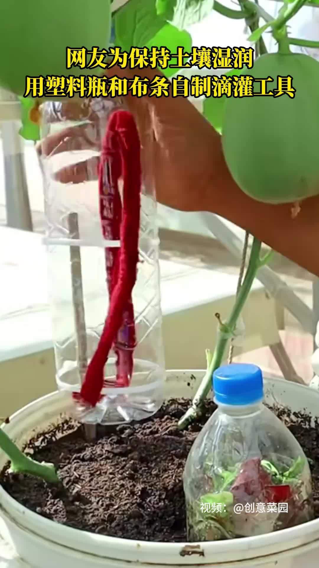 网友为保持土壤湿润,自制简易滴灌工具。