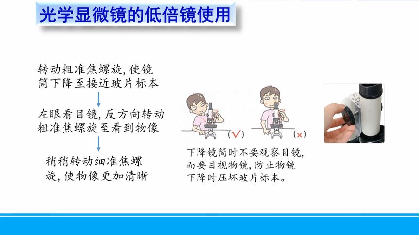 光学显微镜的低倍镜使用