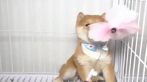 小柴犬被主人逗得找不着北,一直咬不到逗狗棒的样子,真是太逗了!