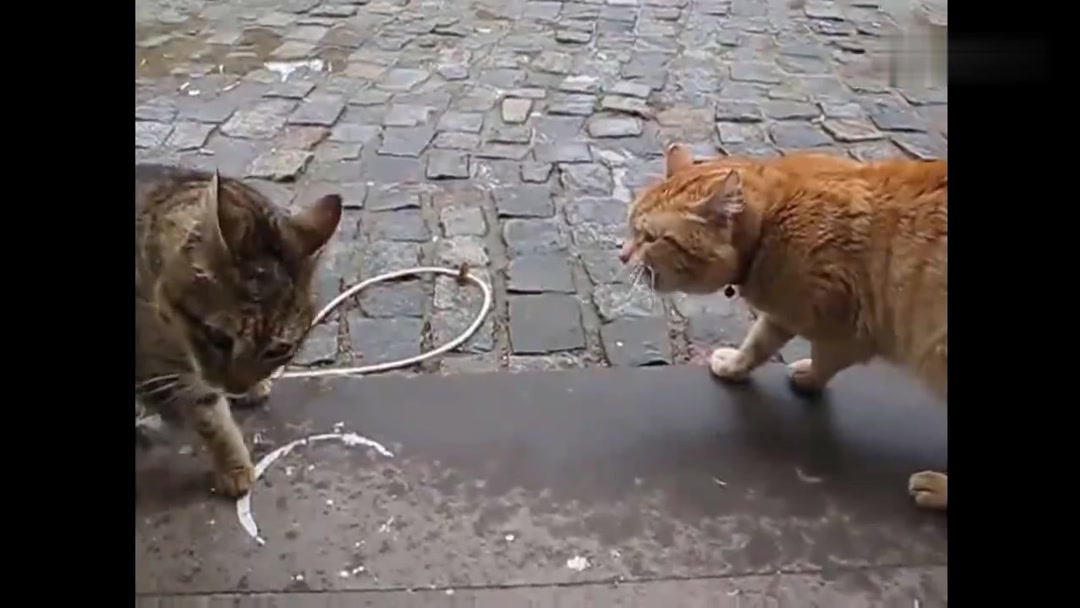 打架的猫咪太可怕,不管你们怕不怕,反正我是怕了