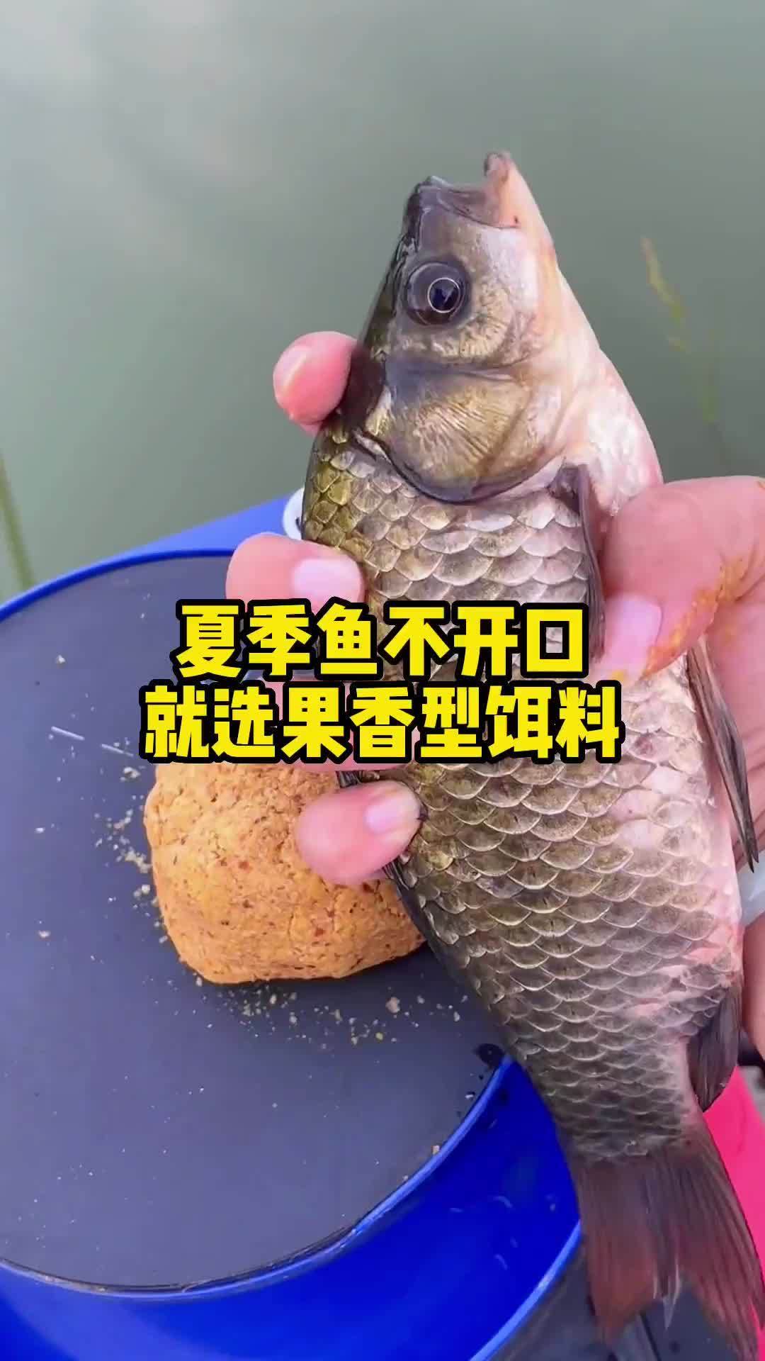 夏季天气热,使用果香型的饵料可以有效刺激鱼儿开口