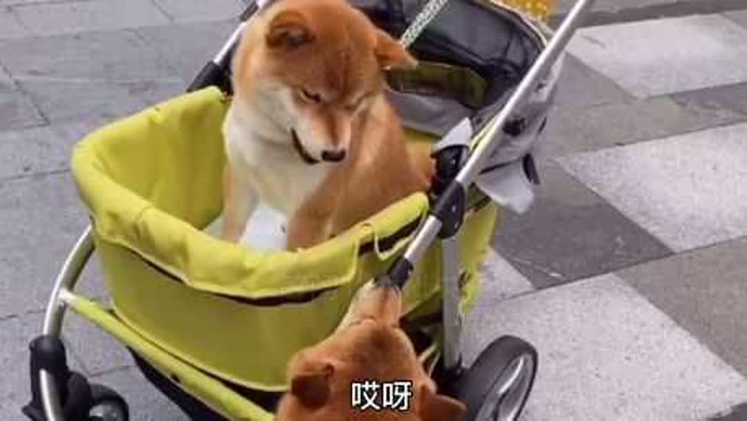 狗:你冲我吵什么,没素质注定你这辈子吃不上四个菜!