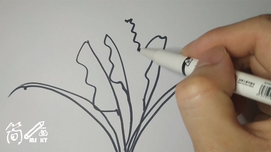 简笔画:你见过这种植物吗?