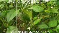 思远农业菜椒种植管理技术张希庆