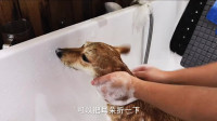 怎么给狗洗澡不反抗 狗狗洗澡的正确方法视频