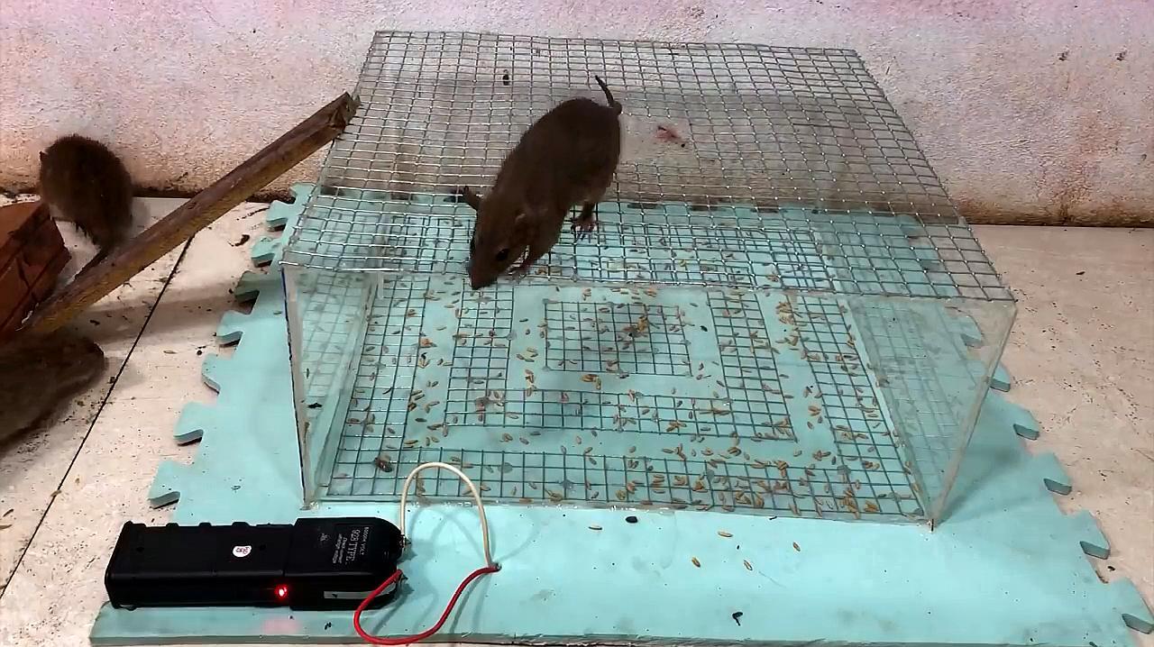 牛人自制电击捉鼠装置!强大电流瞬间击倒老鼠,看着真是太过瘾了