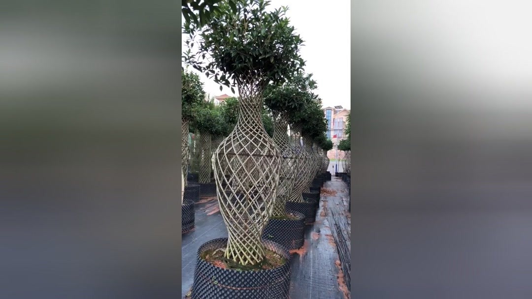 「桂花花瓶」上控根器效果,成活率可以实现100%小助手
