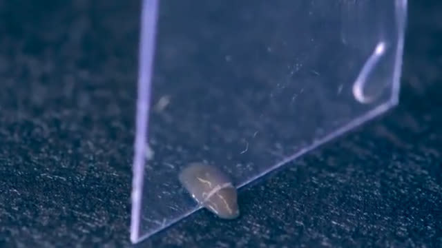 科学研究发现,这种微生物被切成两半后,能再生为不同个体!