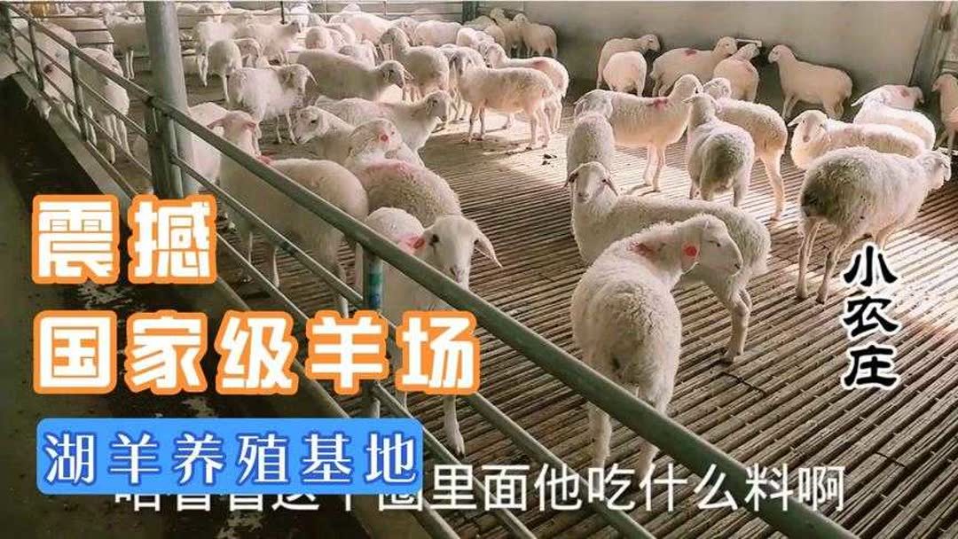 探访万头国家级养羊基地,湖羊最优设施养殖标准化基地,震撼!