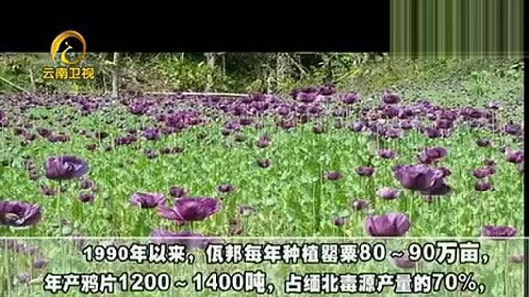 金三角毒枭争霸4鲍有祥在线播放网,视频高清在线观看