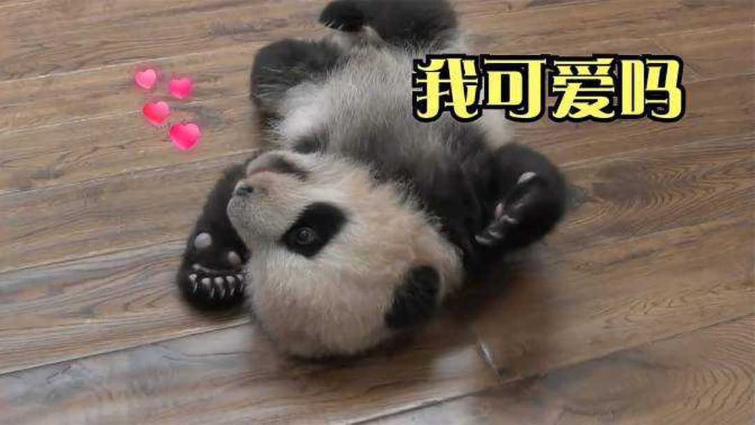 大熊猫有多爱翻跟头,看看它的翻滚动作,突然明白为什么稀有了